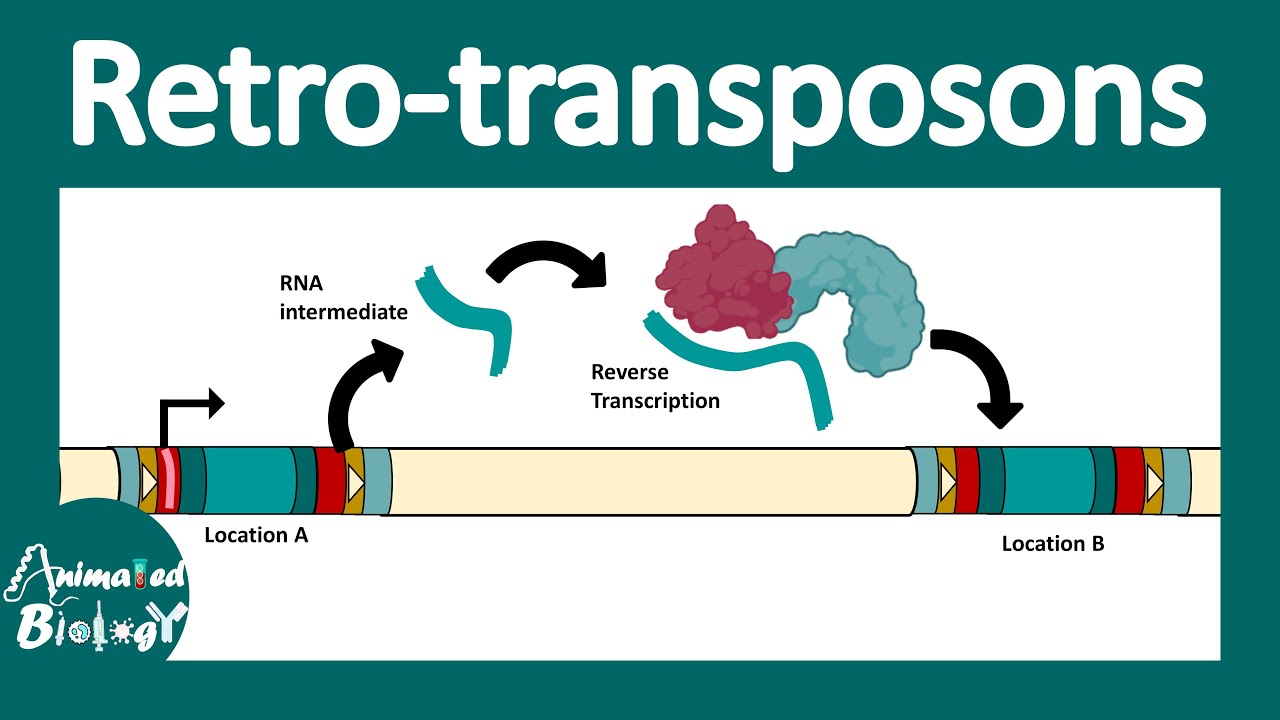 Retrotransposons Retroviral Retro Transposon Non LTR
