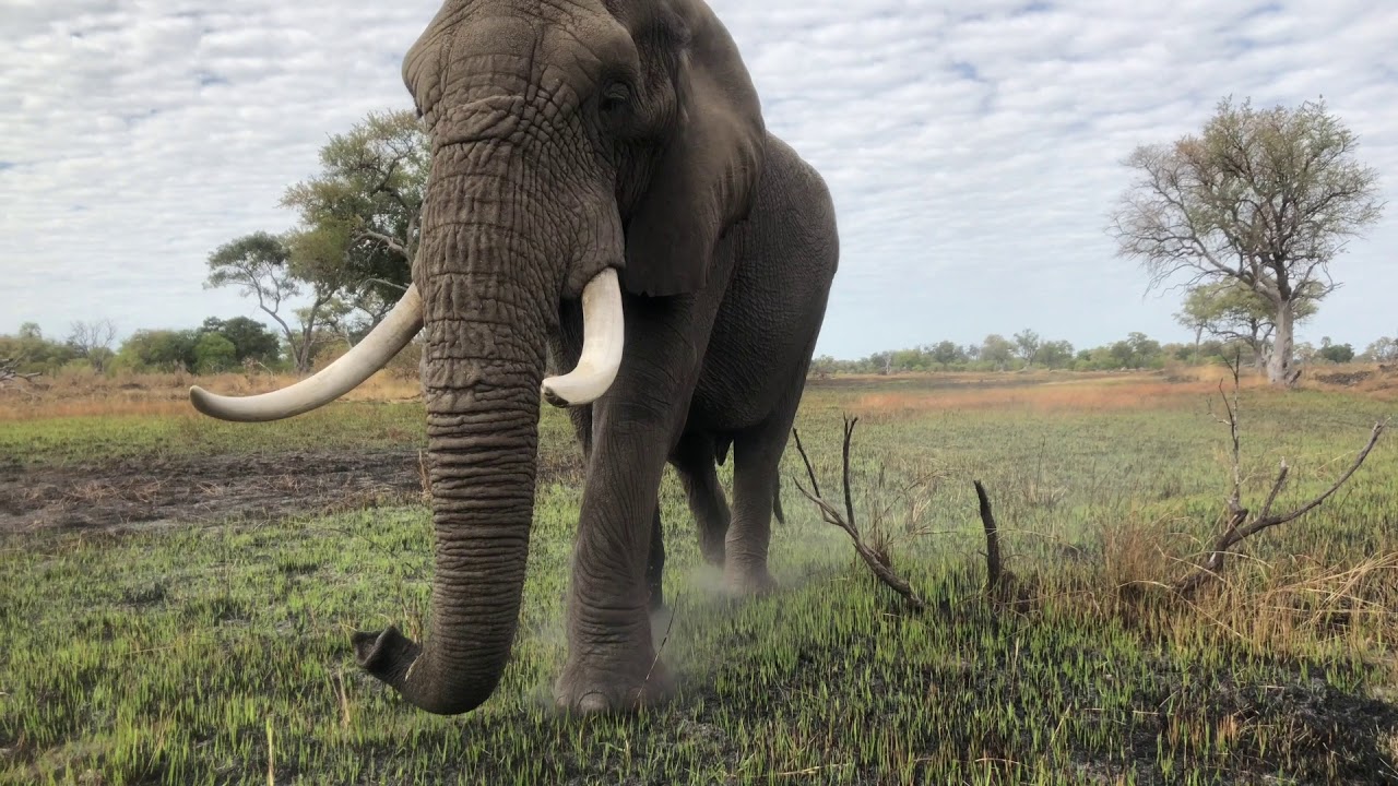 Jabu The Elephant | Living With Elephants Foundation | Doug and Sandi ...