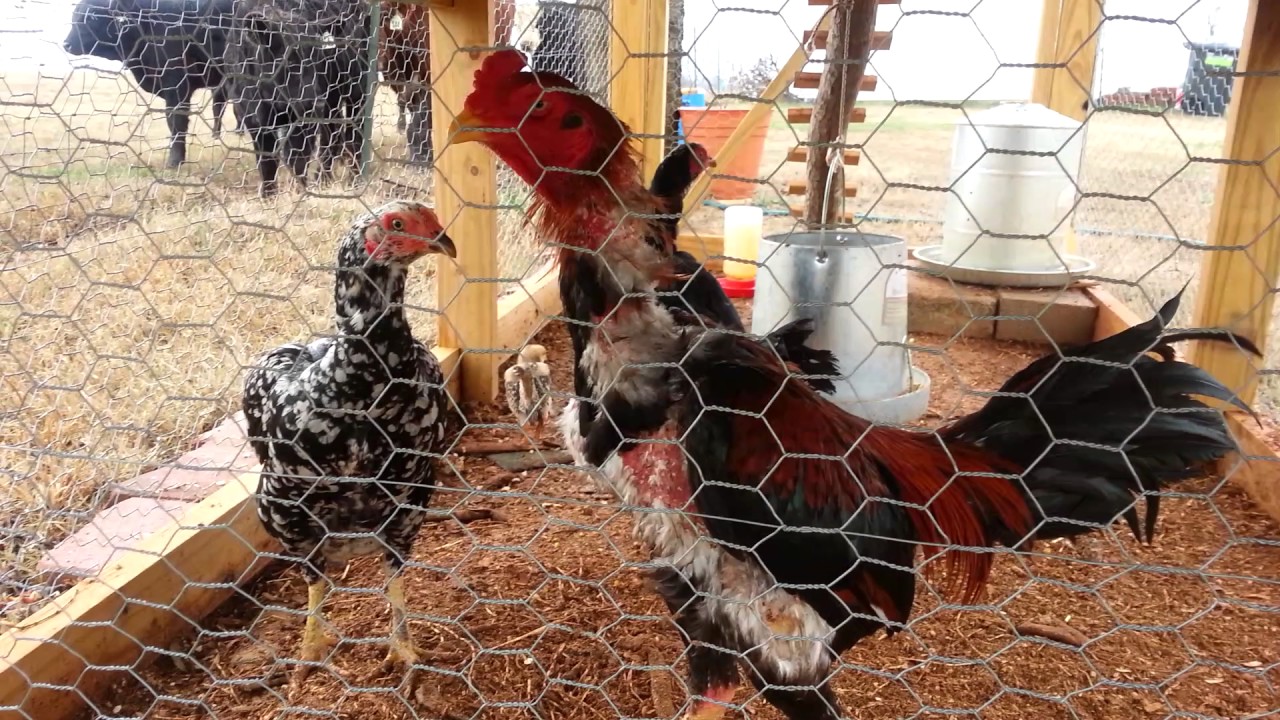 Thai Chickens - YouTube