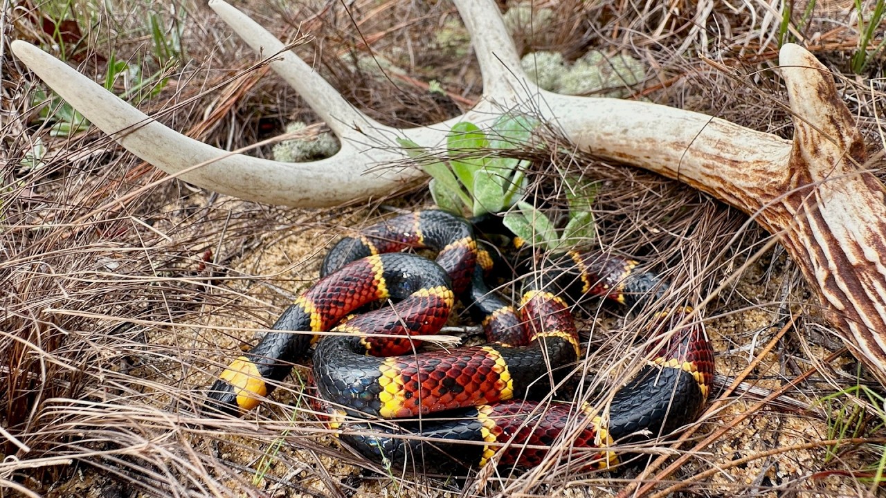 Eastern Coral Snake in 4K: Rare Look at a Venomous Reptile - YouTube