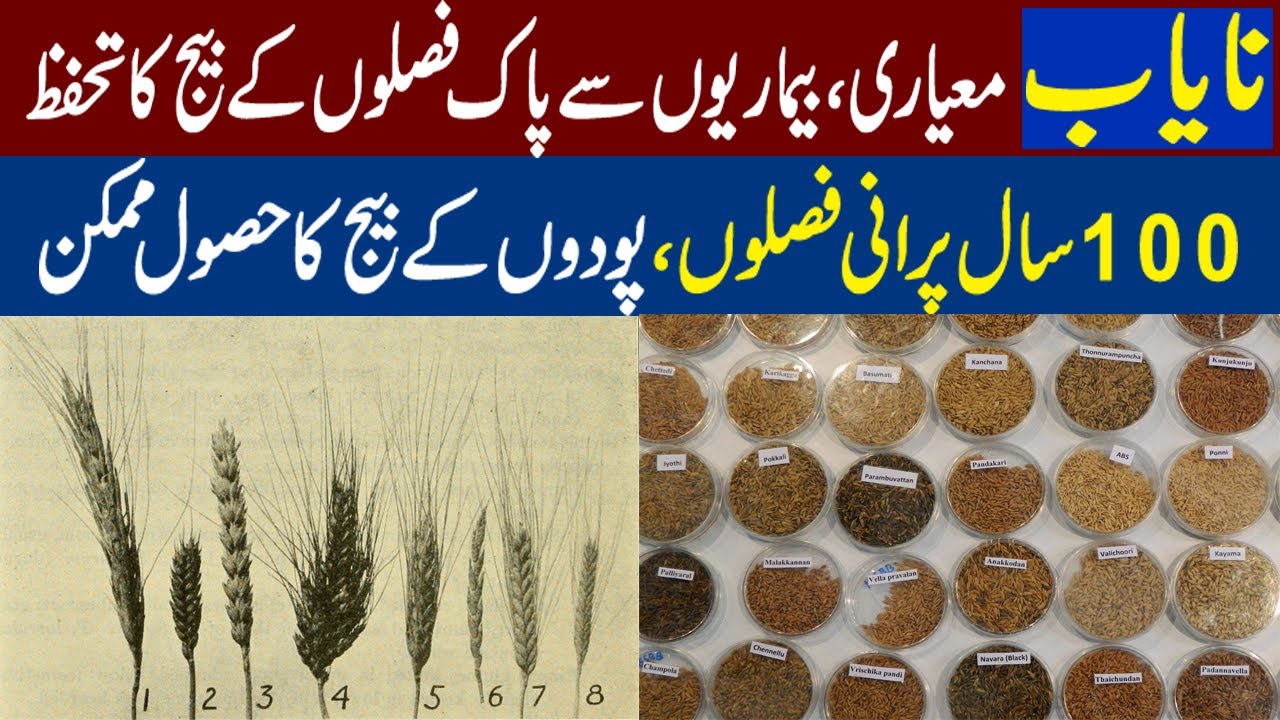 Seeds of Rare Crops | Plant Genetic Resources Institute || Kissan ...