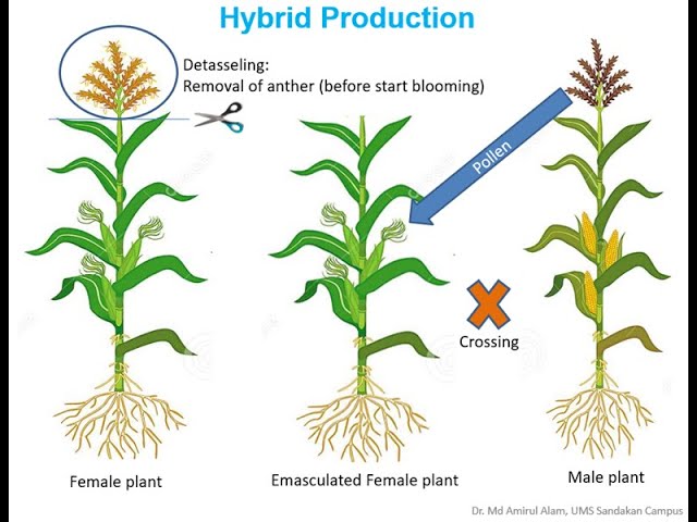 Crossbreeding Plants Essential Guide To Spider Plant Care And