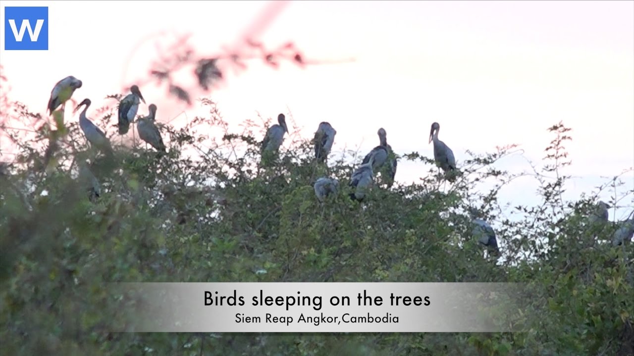 Awesome birds sleeping - Birds sleeping on the trees - Amazing animals ...