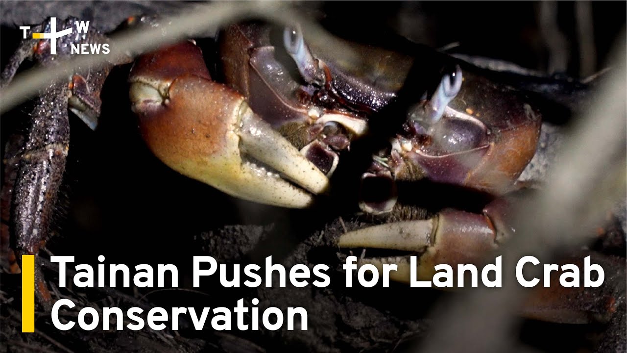 Tainan City Pushes for Land Crab Conservation | TaiwanPlus News - YouTube
