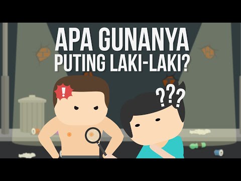 Apa Fungsi Puting Laki-laki?