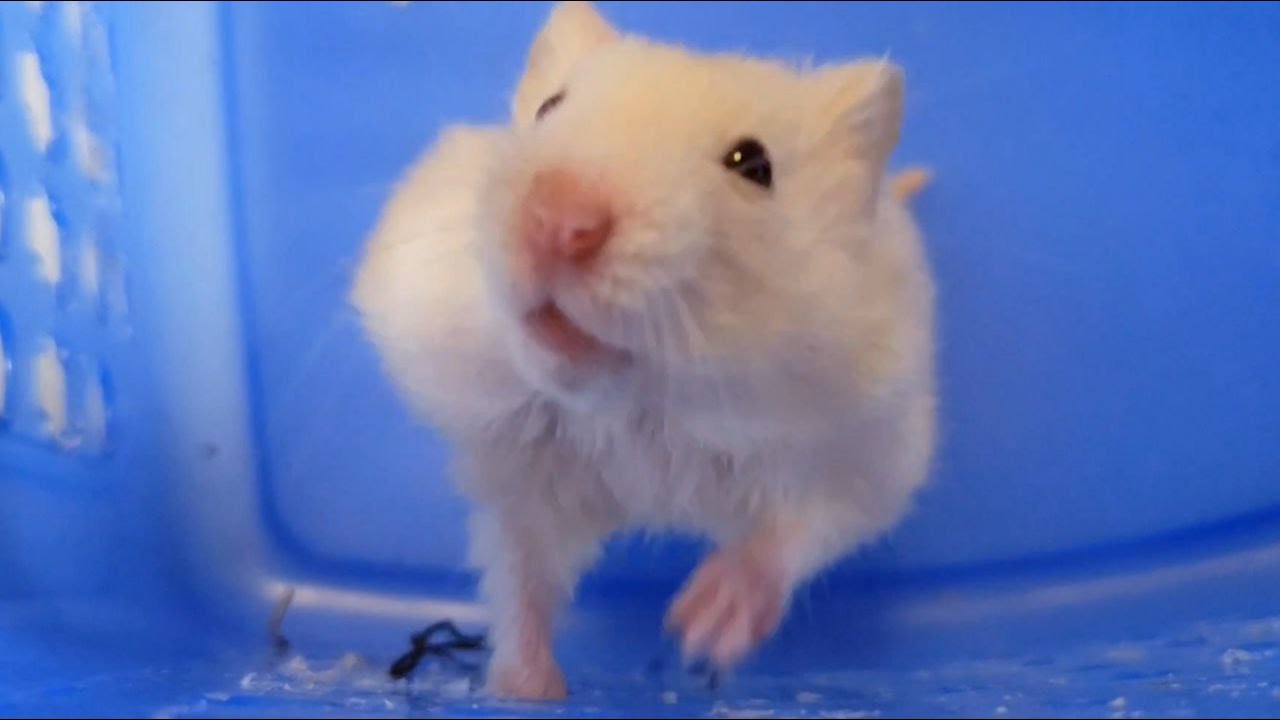 Hamster Adventures to Escape from the Cage. - YouTube
