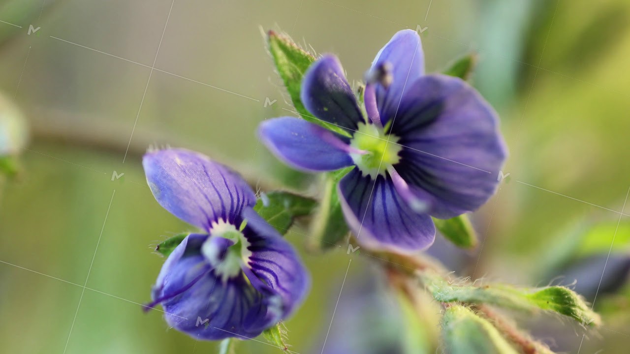 small blue flower blooming, opening its blossom, extreme close up of ...