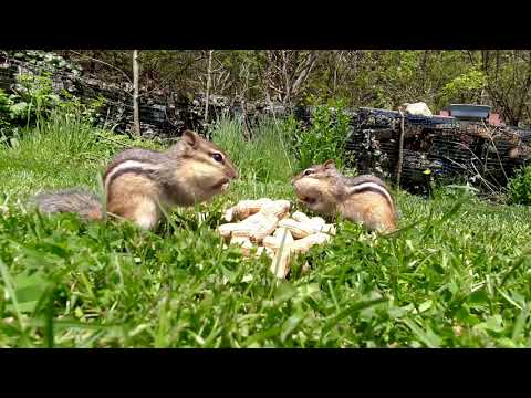 Chipmunks - A Video For Cats - YouTube