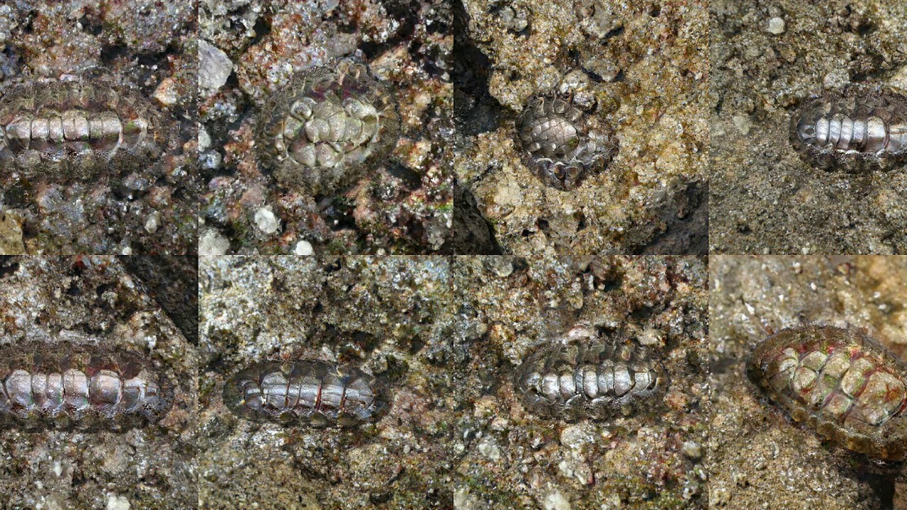 Generating Chiton, Coat-Of-Mail Shell, Sea Cradle, Polyplacophore with ...
