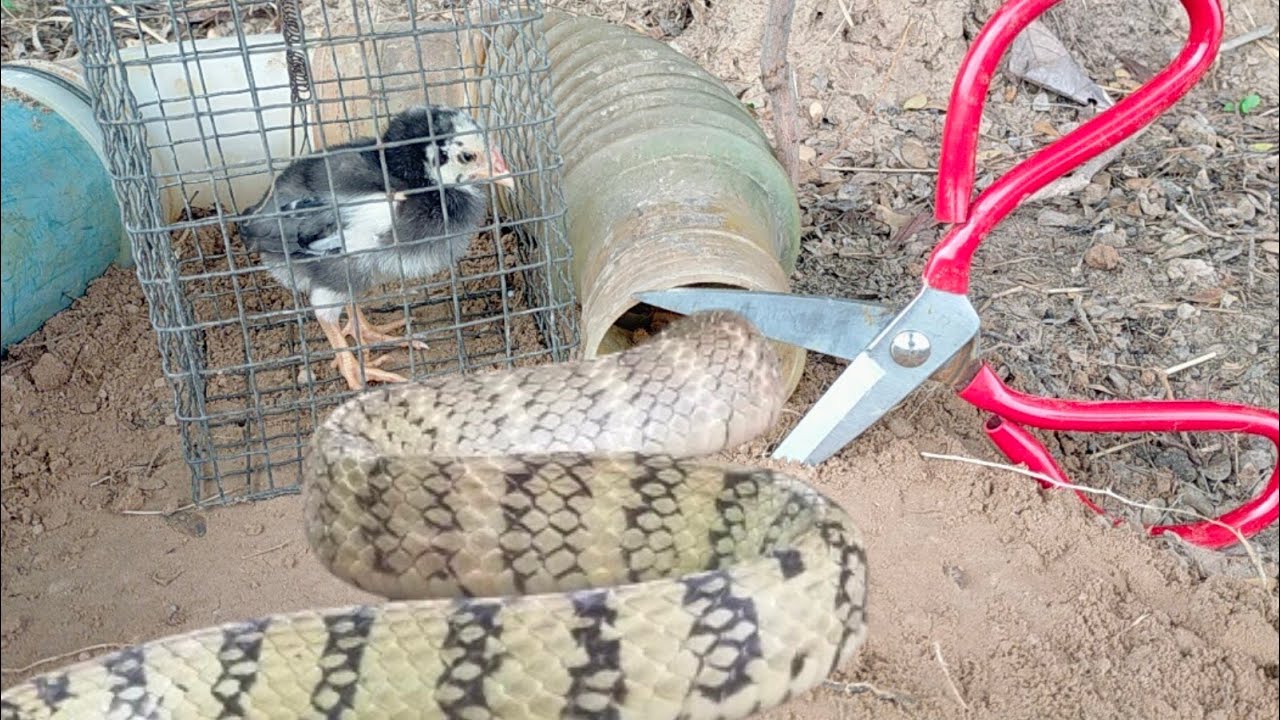 One way or one way underground snake trap built into a deep pit ...