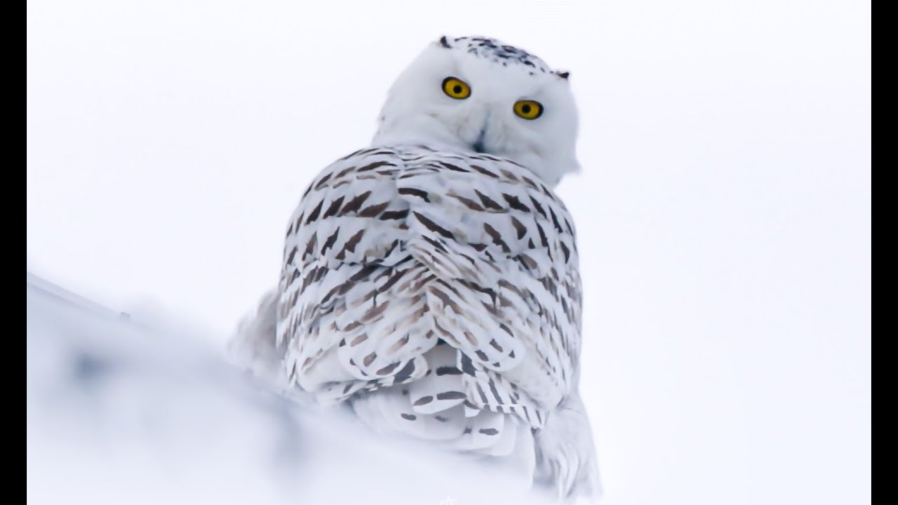 Snowy Owl Catching Prey Amid Traffic (Long Version) - YouTube