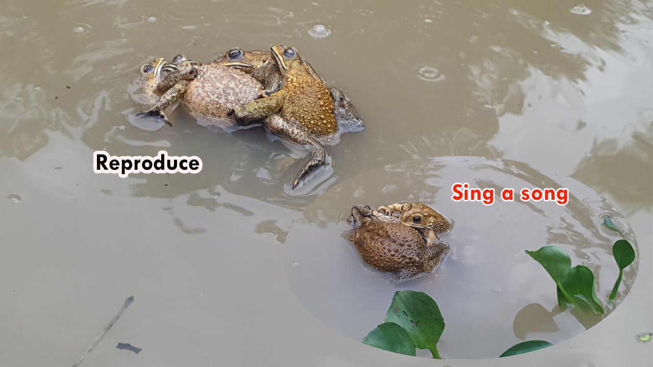 Toad Swimming Pool- Toad Keeps in swimming pool for reproduce - YouTube