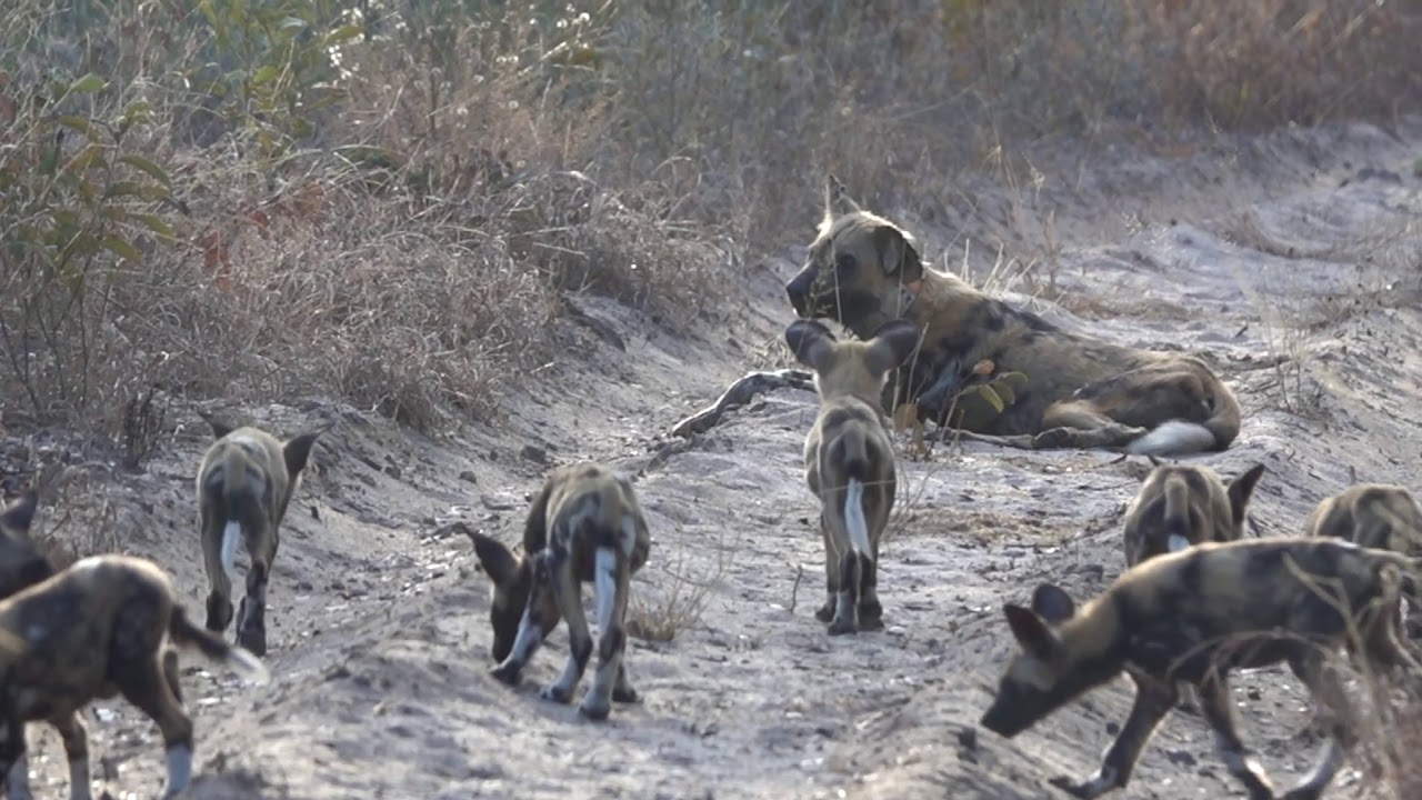 Wild and Wonderful Wildlife: African Painted Wolves in Zimbabwe - YouTube
