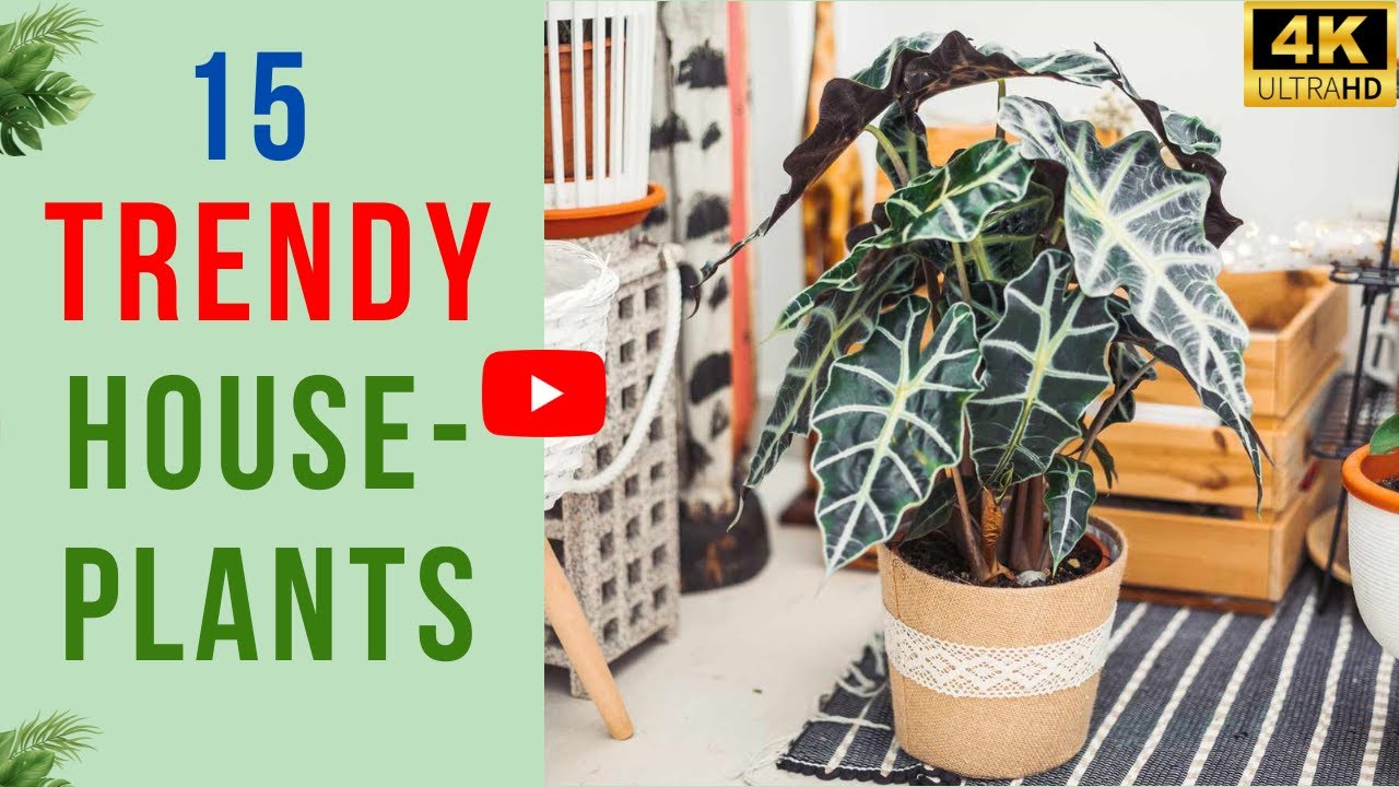 15 Trendy Houseplants You'll See in Every Home This Year, According to ...