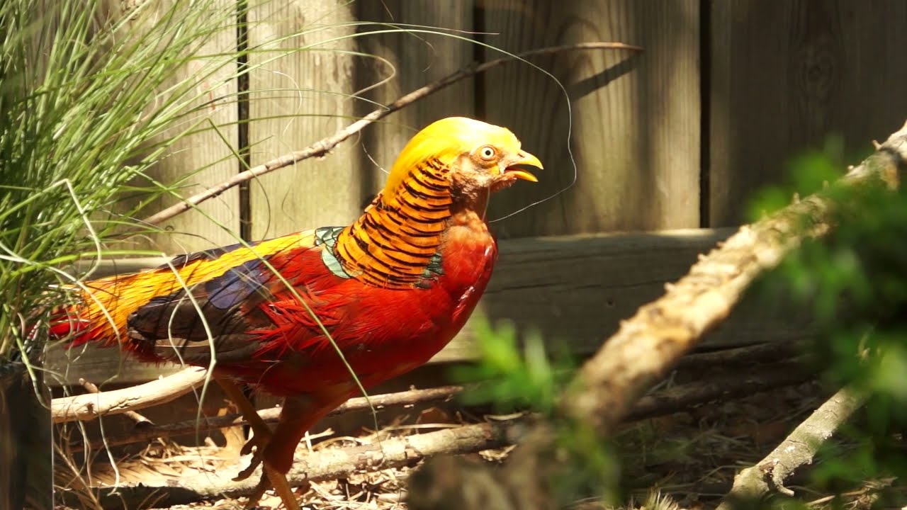 Facts About the Golden Pheasant - YouTube