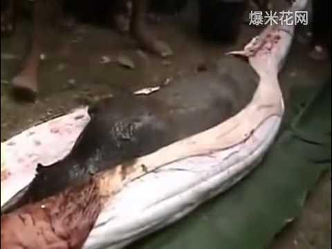 Incrível cobra Python engole porco 实拍巨蟒吞猪后遭村民捕杀剥皮 - 爆米花网. - YouTube