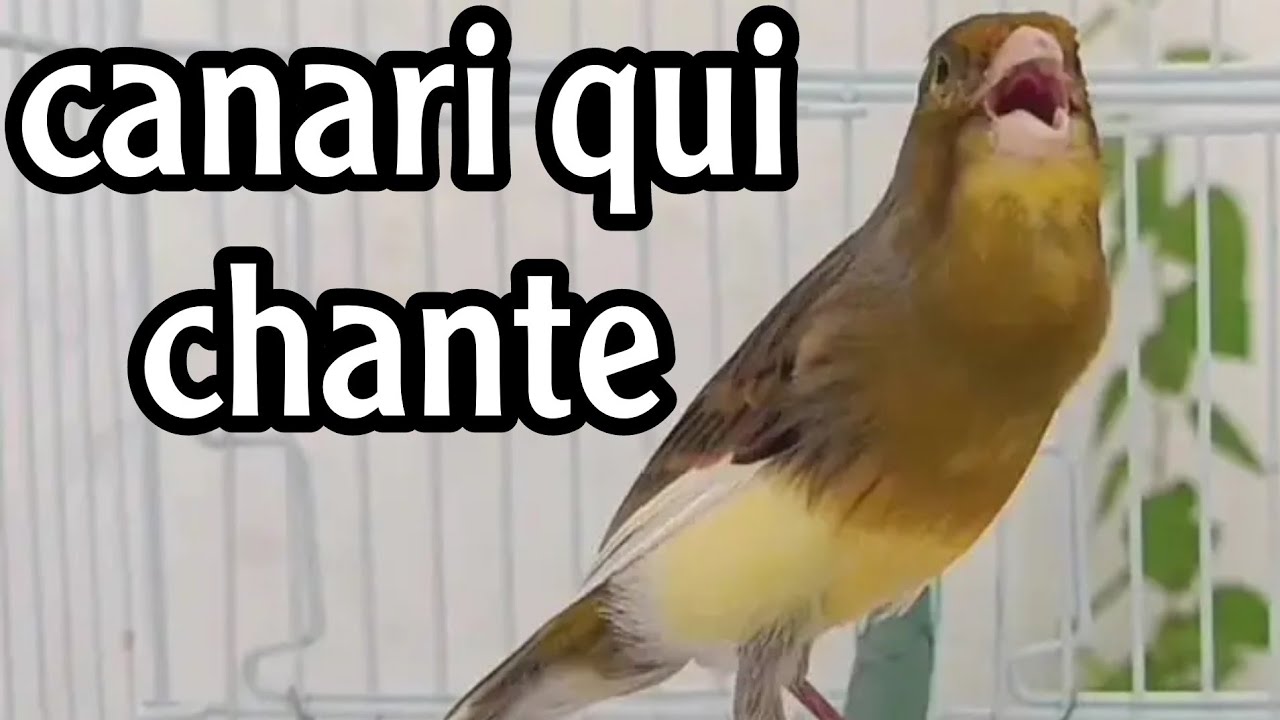 le meilleur chant de canari sans arrêt - YouTube