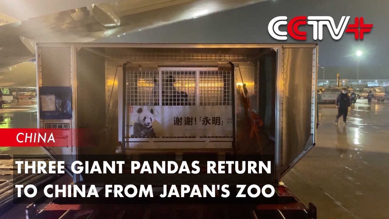 Three Giant Pandas Return to China from Japan's Zoo - YouTube