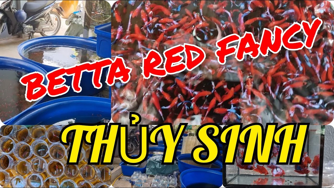 Betta thủy sinh | Red Fancy Star Tail | Gen tốt làm cá giống | Sotsea ...