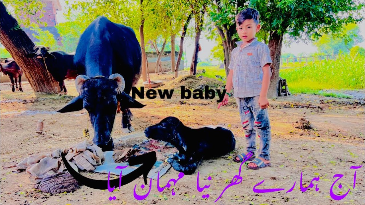 Finally Bhains Ne Baby De Diya ||must watch|| haseeb pendu - YouTube