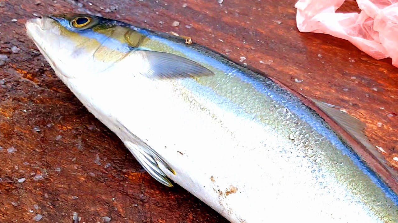 RAINBOW RUNNER FISH CUTTING | ලේන් පරවා - YouTube