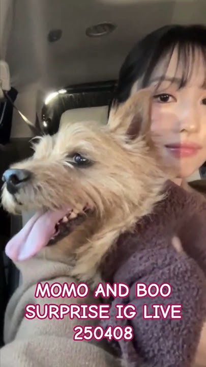 TWICE MOMO AND BOO SURPRISE IG LIVE #twice #hiraimomo #momotwice #instagram #twicemomo #live # ...