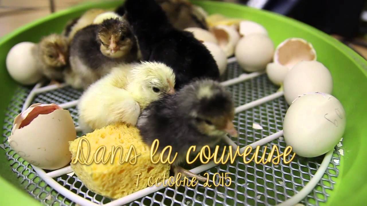 Naissance Poussin - Octobre 2015 - YouTube