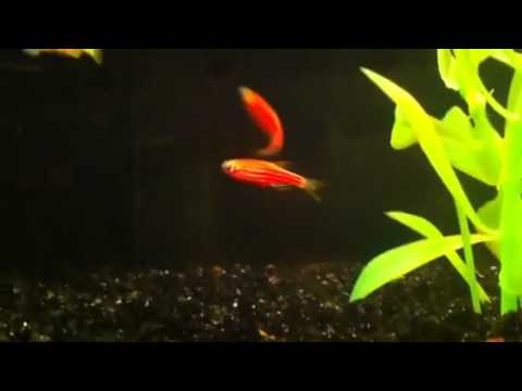 BABY Glofish! Florescent - YouTube