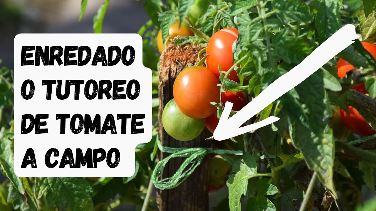 Tutoreo/Enredado de Tomate a campo abierto - YouTube