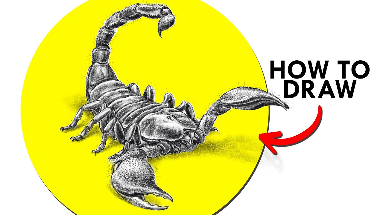 How To Draw A Scorpion - YouTube