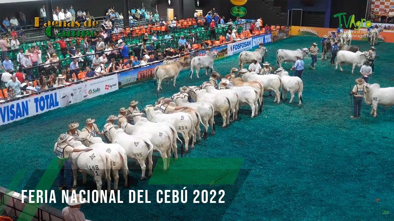 Feria nacional del Cebú 2022 - TvAgro por Juan Gonzalo Angel Restrepo ...