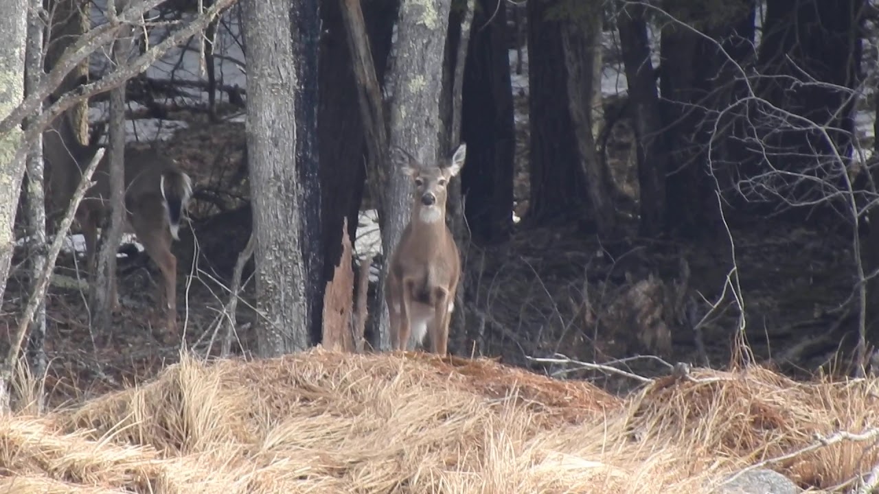 Deer in NH 3/2/20 - YouTube