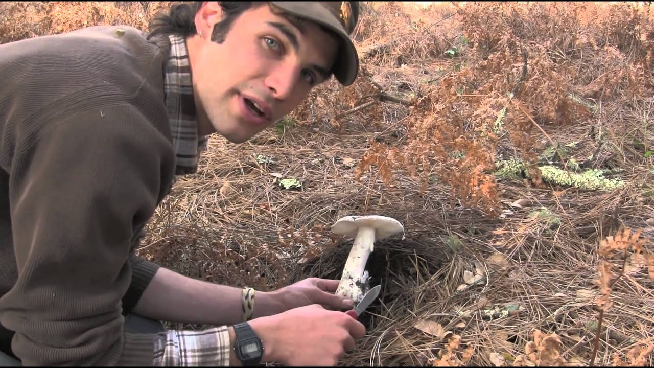 Amanita ocreata "Destroying Angel" Mushroom Identification (California ...