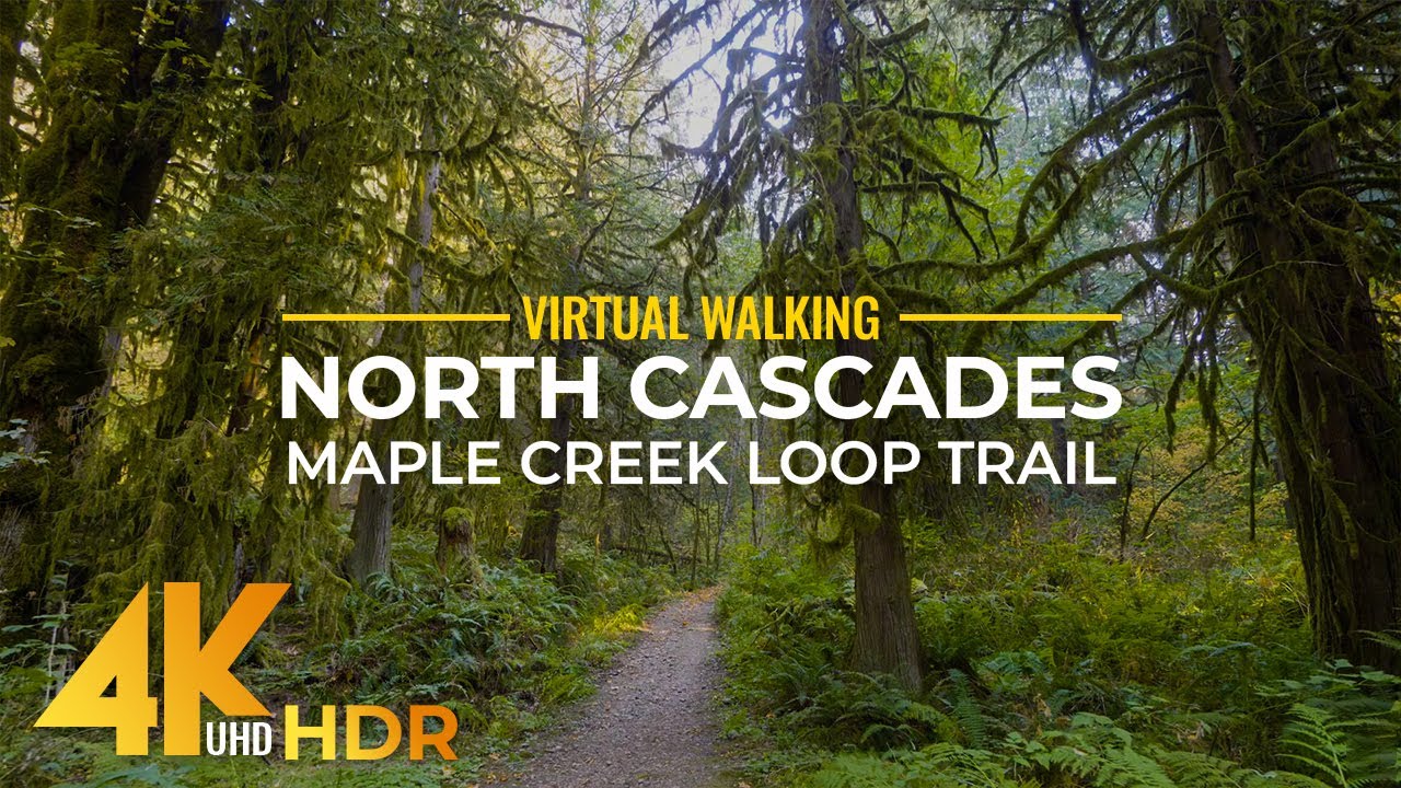 Relaxing Forest Walk on Maple Creek Loop Trail - 4K HDR Virtual Walking ...