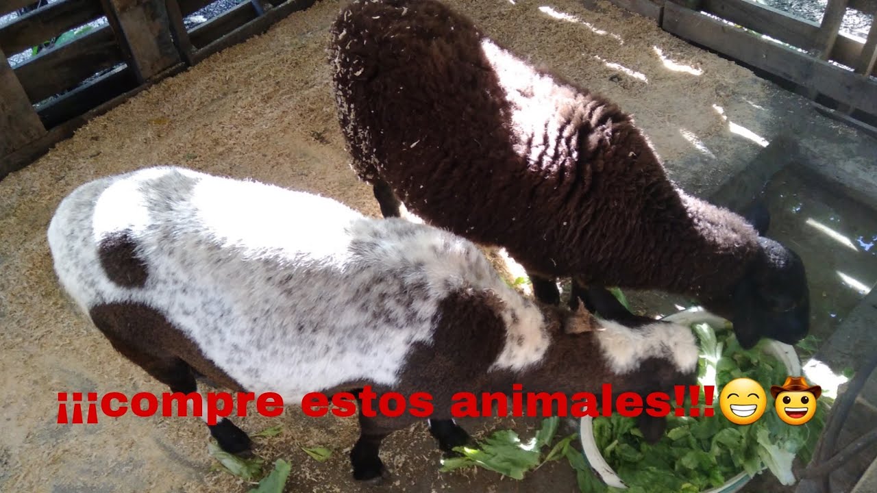 traje estos borregos a mi casa!!! y se adaptaron muy bien. mis primeros ...
