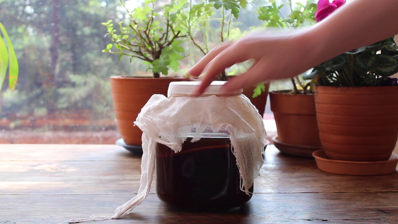 Kombucha de Café - YouTube