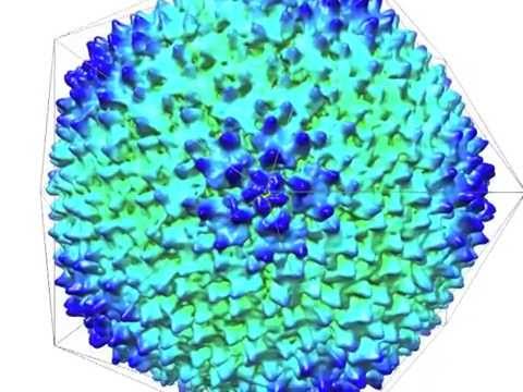 Membrane-containing Phage PRD1 Cryo-EM reconstruction - YouTube