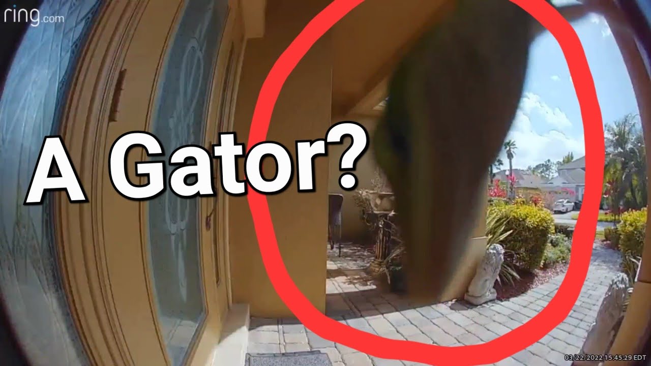 Strange Creature Caught On Ring Camera - YouTube