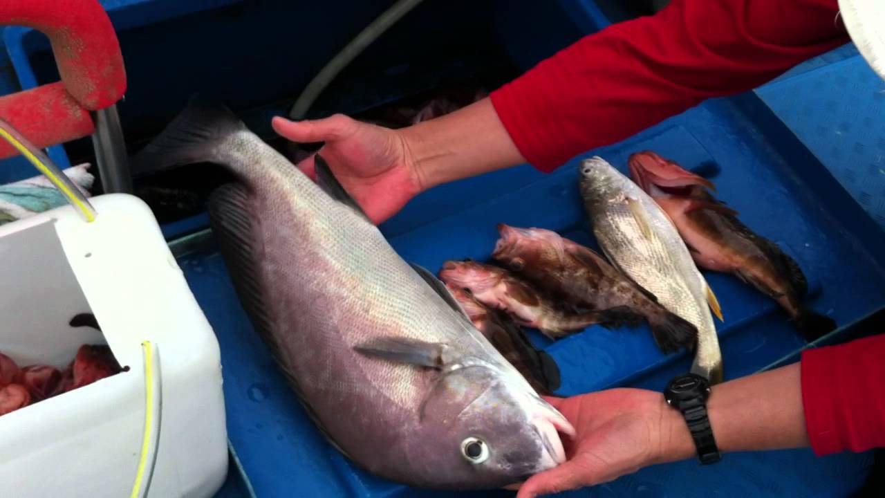 Fishing in Hong Kong - 5 Feb 2012 魚獲 - YouTube