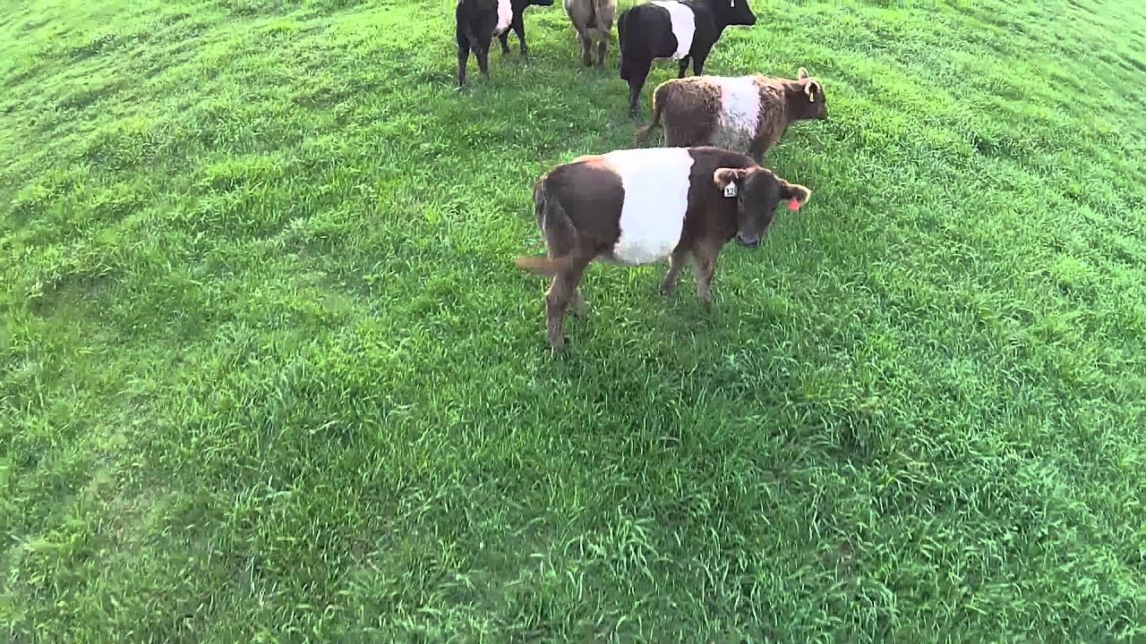 Fearrington's Belted Galloway Cows - YouTube