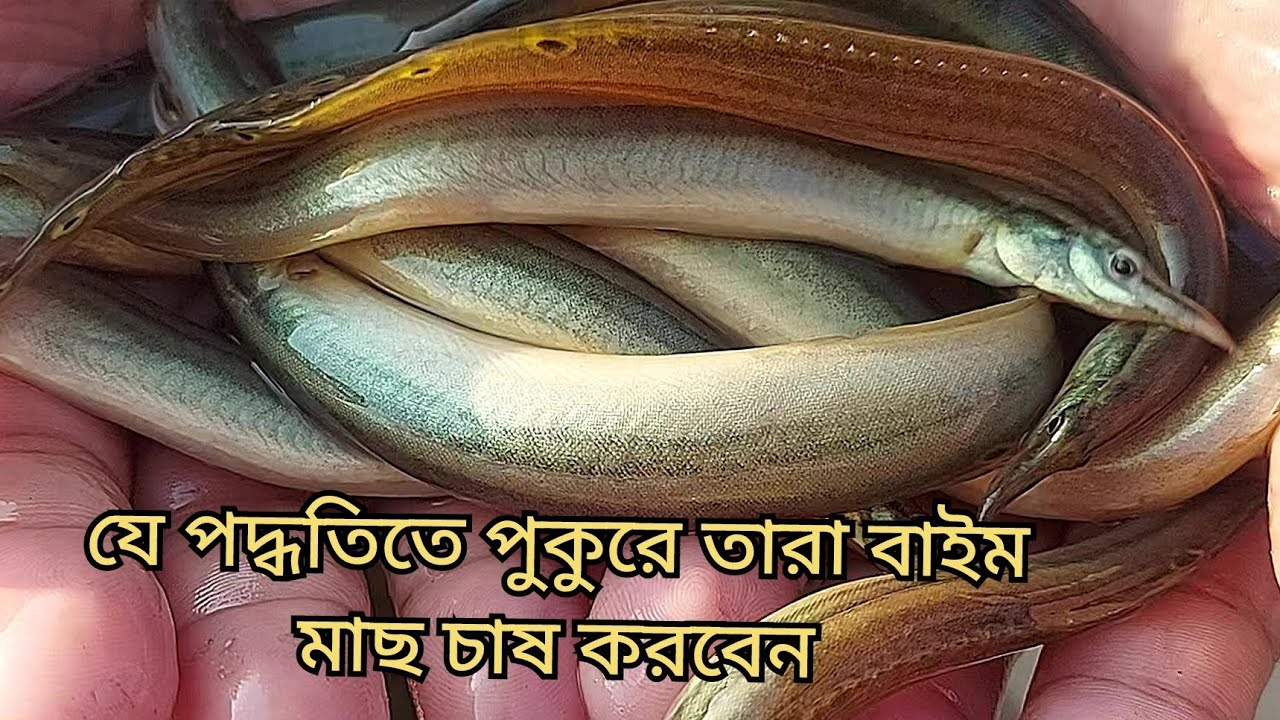 যে পদ্ধতিতে পুকুরে তারা বাইম মাছ চাষ করে সফলতা পাবেন |তারা বাইম মাছের ...