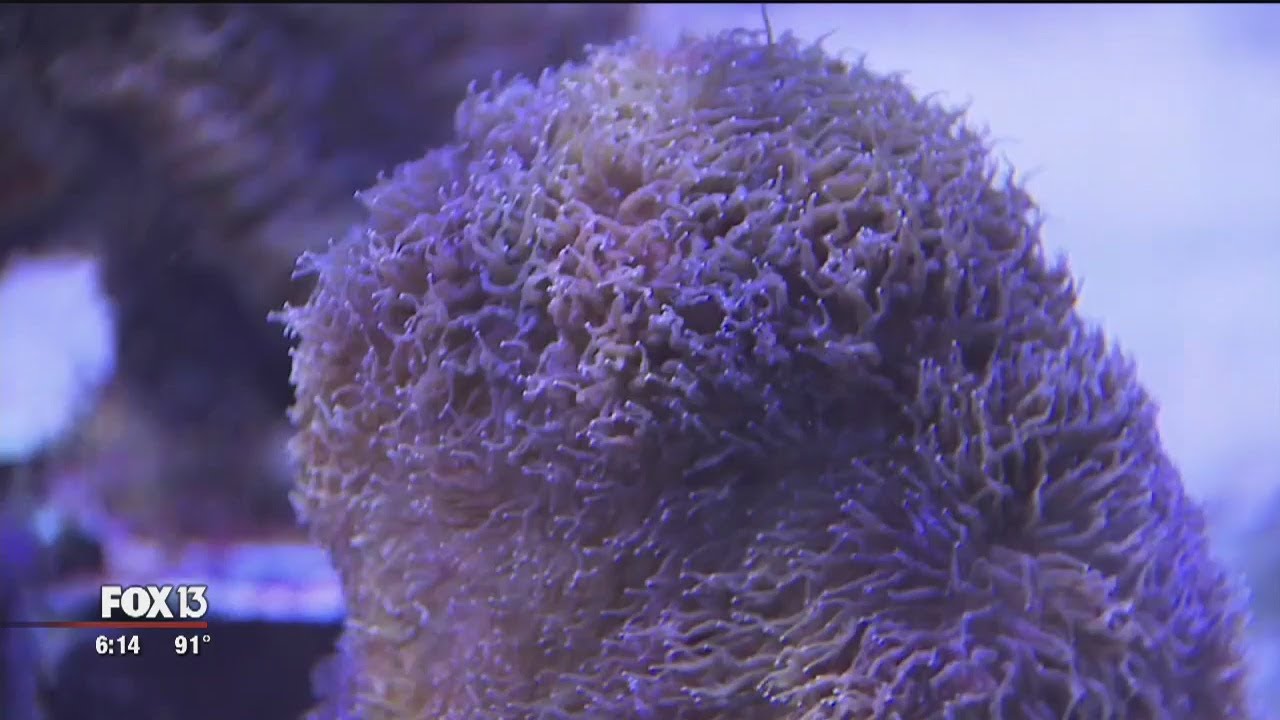 Florida scientists announce coral breeding breakthrough; could save ...