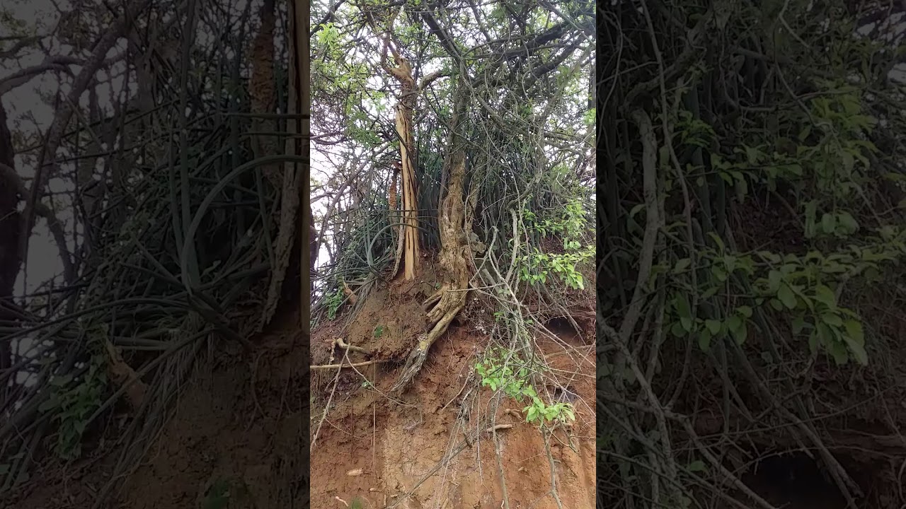 Bush farming - YouTube