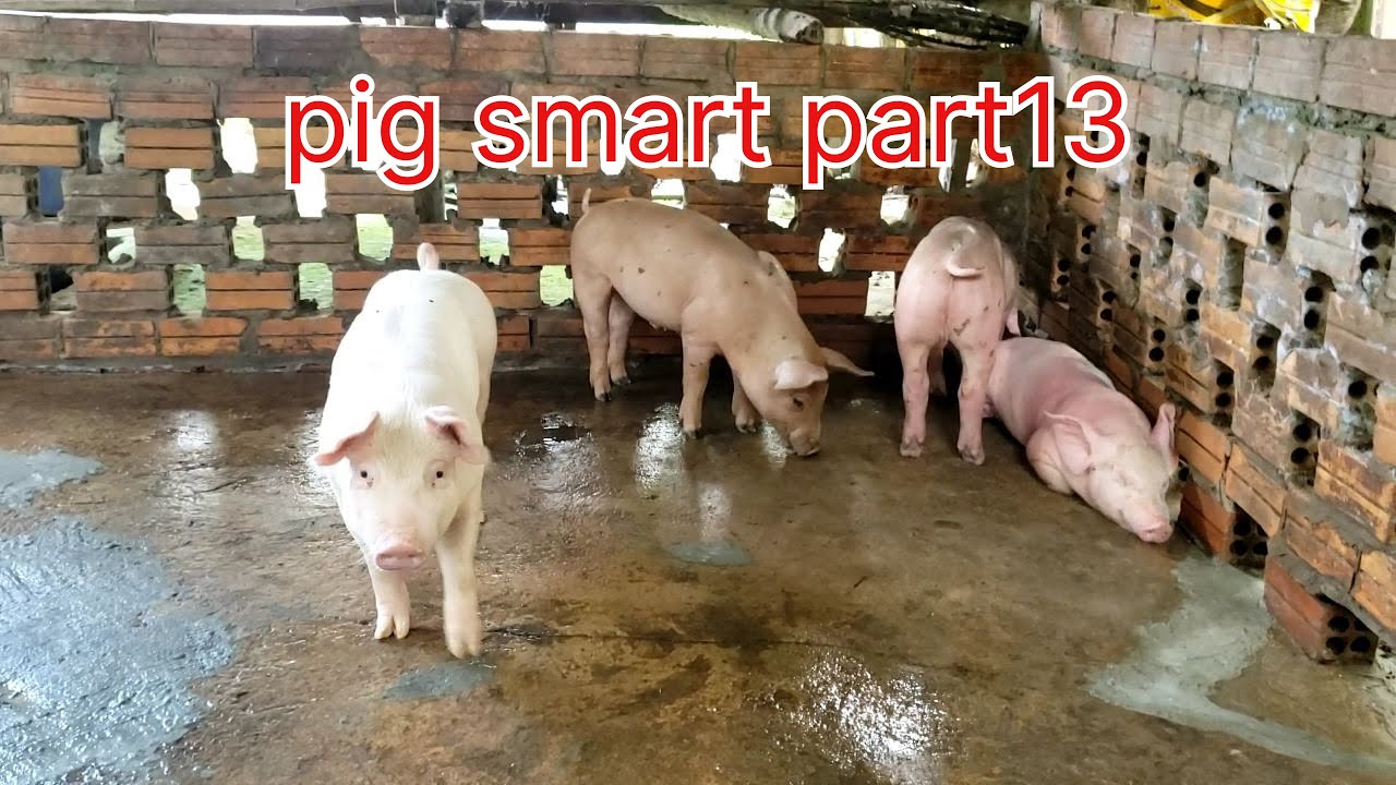 pig smart part13 - YouTube