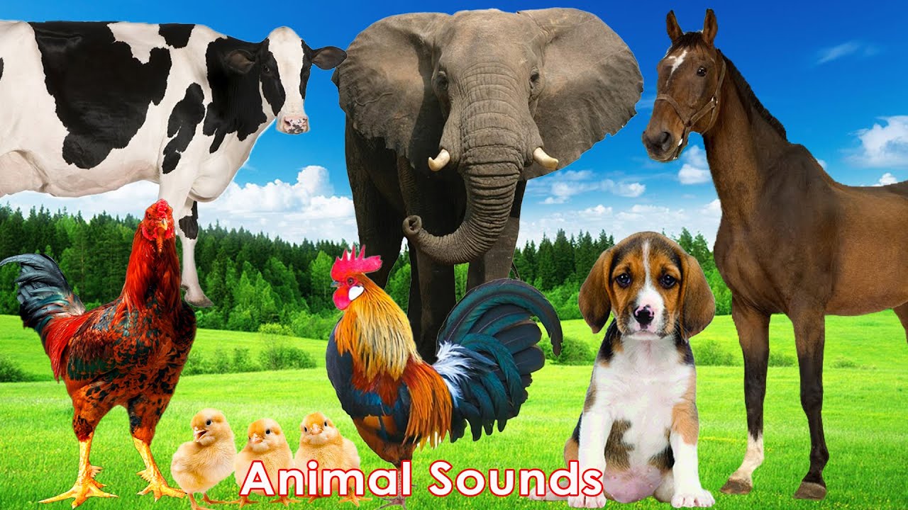 Cute Little Animals : Dog, Cat, Chicken, Elephant, Cow - Animal sounds ...