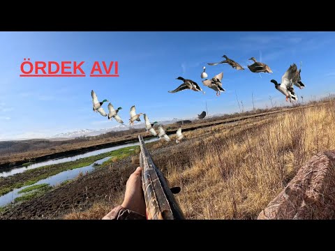 ÖRDEK AVI/PARLAMA VE BEK  2 GÜNLÜK ÖRDEK AVI/DUCK HUNTİNG 