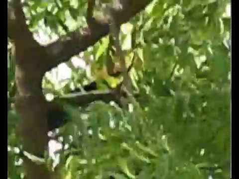 BHARDWAJ BIRD(GREATER COUCAL) ENJOYING FREEDOM IN OUR GARDEN . - YouTube
