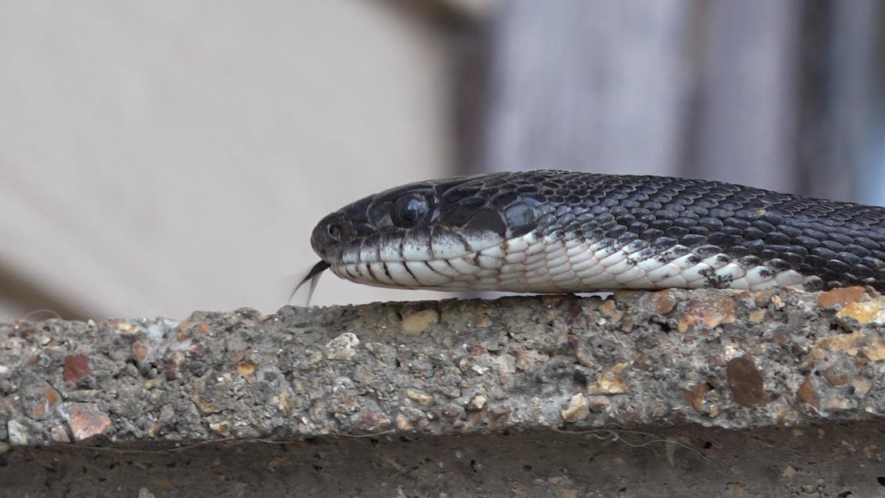 Black Snake Close Views of Movement - YouTube