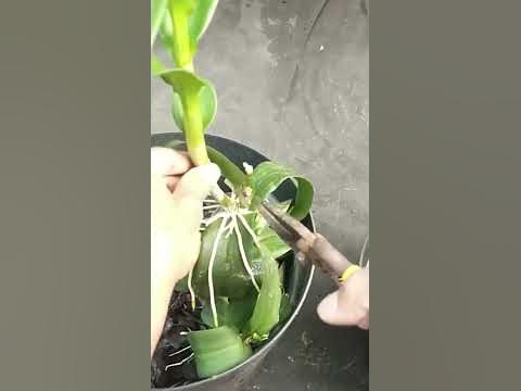 Teknik Perbanyakan anggrek - YouTube
