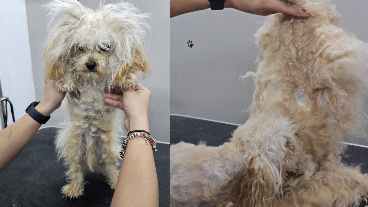 Amazing Transformation - Matted Dog Grooming - YouTube